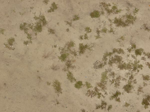 sandy ground texture 0006 - Texturelib